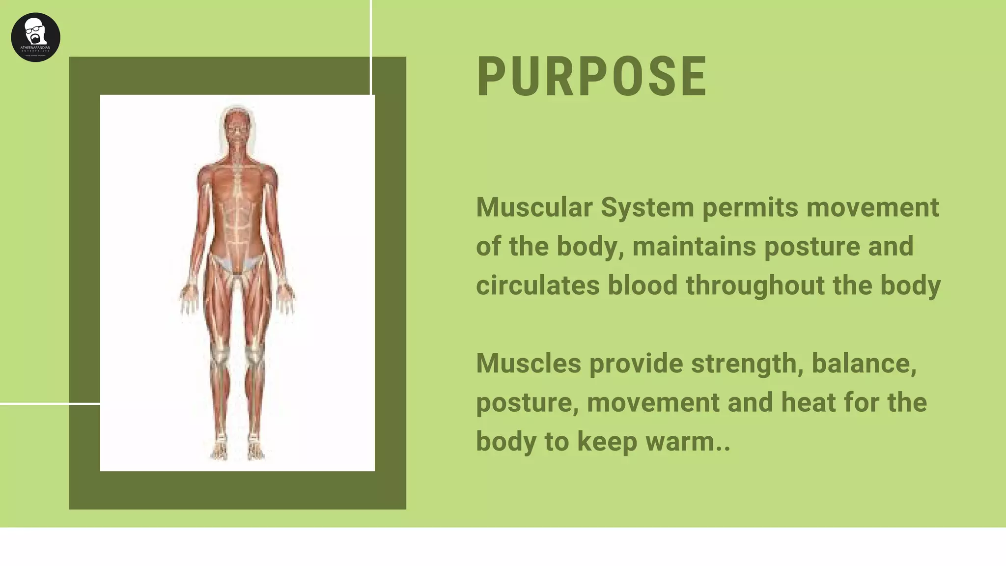 Human Muscular system and its Types and Functions | PPT