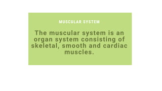 Human Muscular system and its Types and Functions | PPT