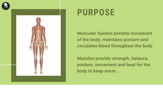 Human Muscular system and its Types and Functions | PDF