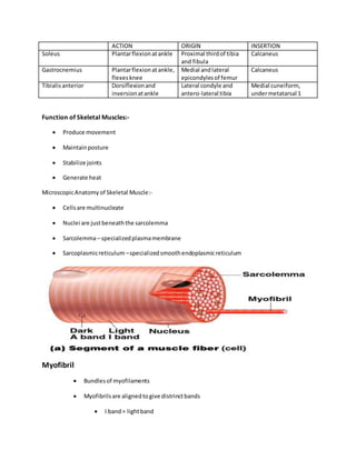 Muscular system | DOCX