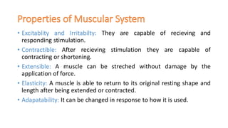 Muscular system | PPT
