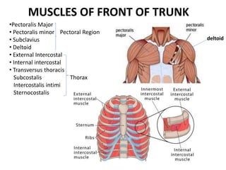 Muscular system | PPTX