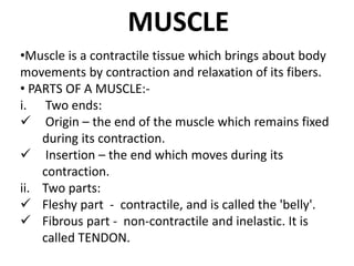 Muscular system | PPT