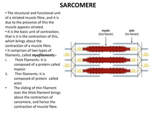 Muscular system | PPTX