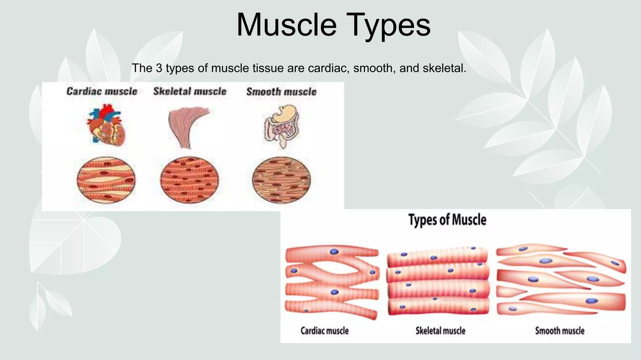 Muscular system | PPT