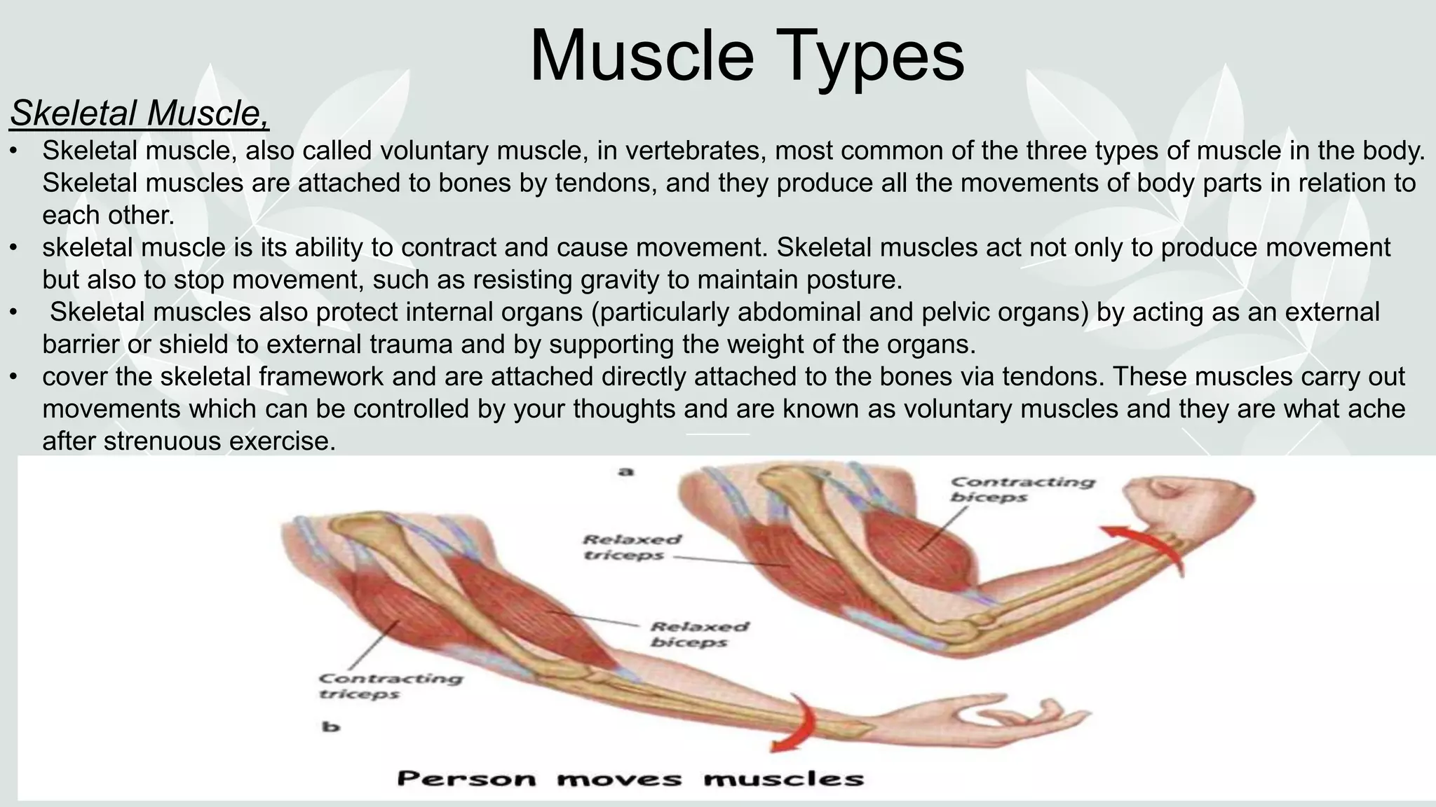Muscular system | PPT