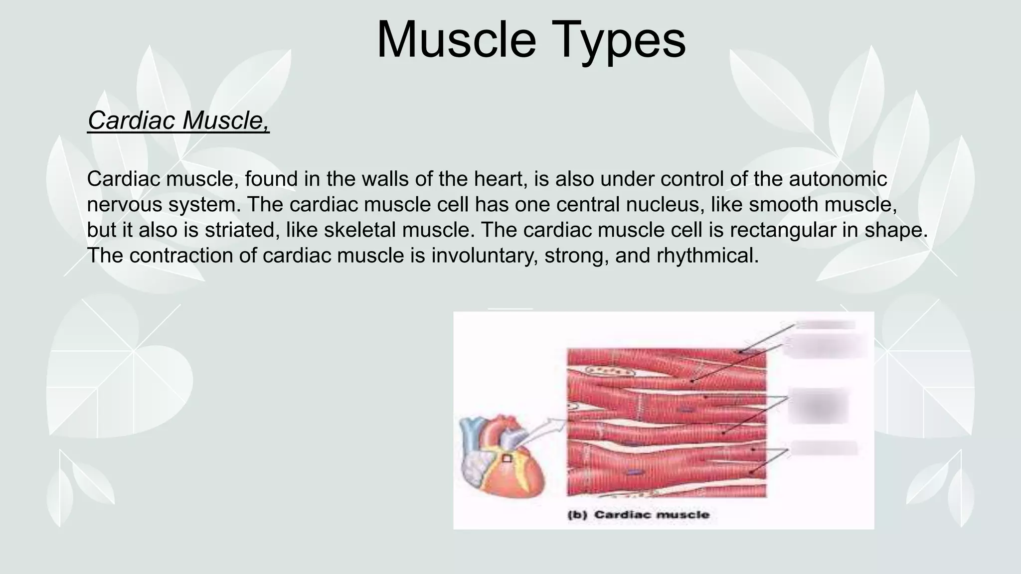 Muscular system | PPT