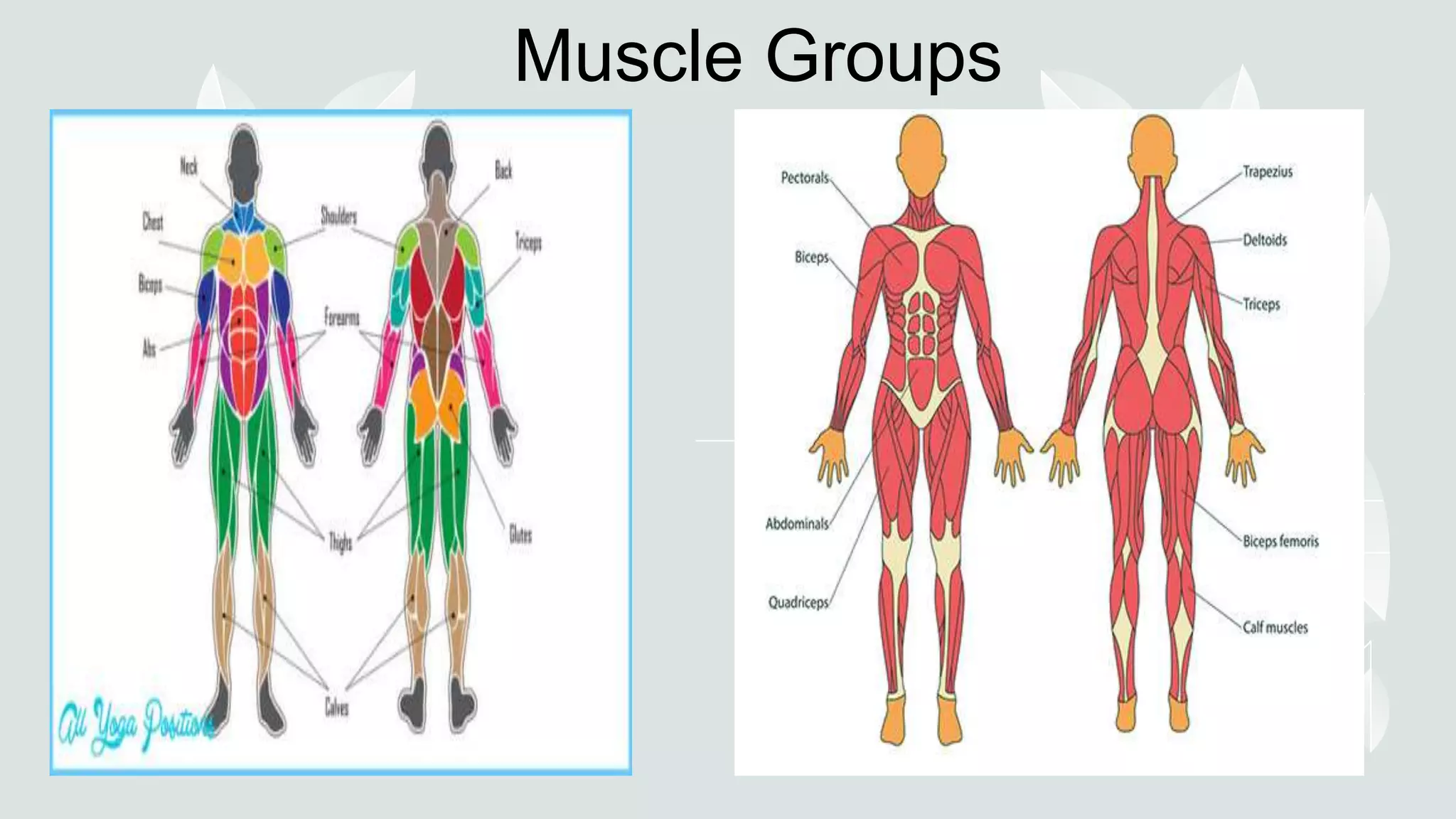 Muscular system | PPT