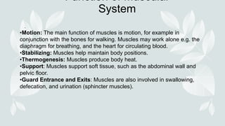 Muscular system | PPT