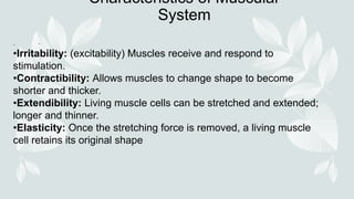 Muscular system | PPT