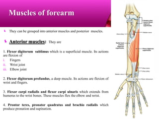 Muscular system | PPT