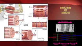 Muscular system | PDF | Physical Therapy | Wellness