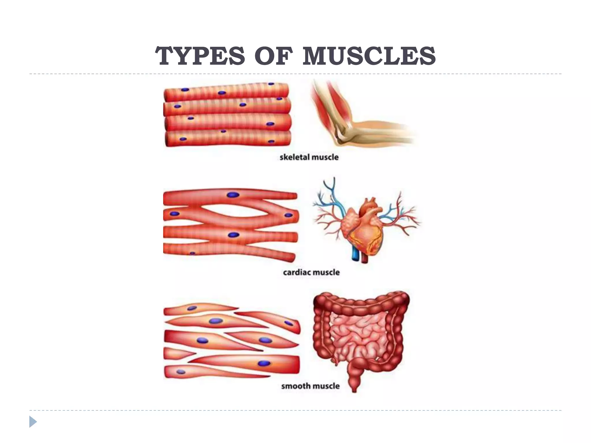 Muscular System.ppt