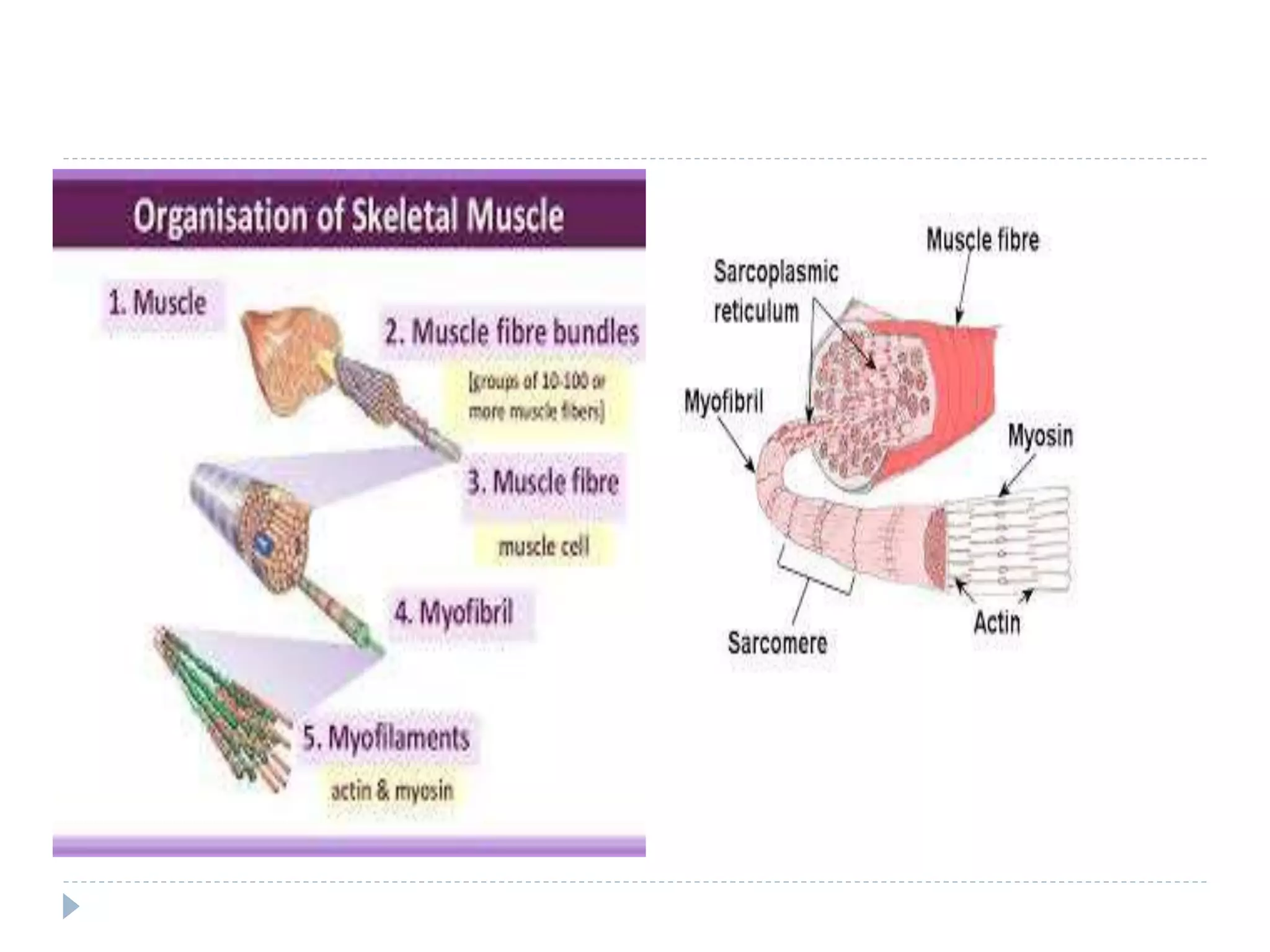 Muscular System.ppt