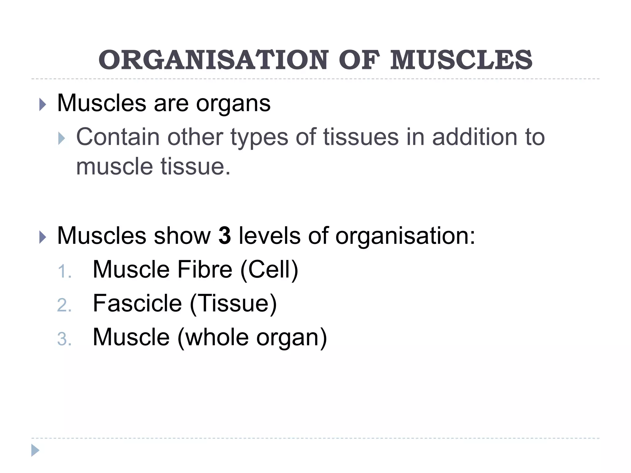 Muscular System.ppt