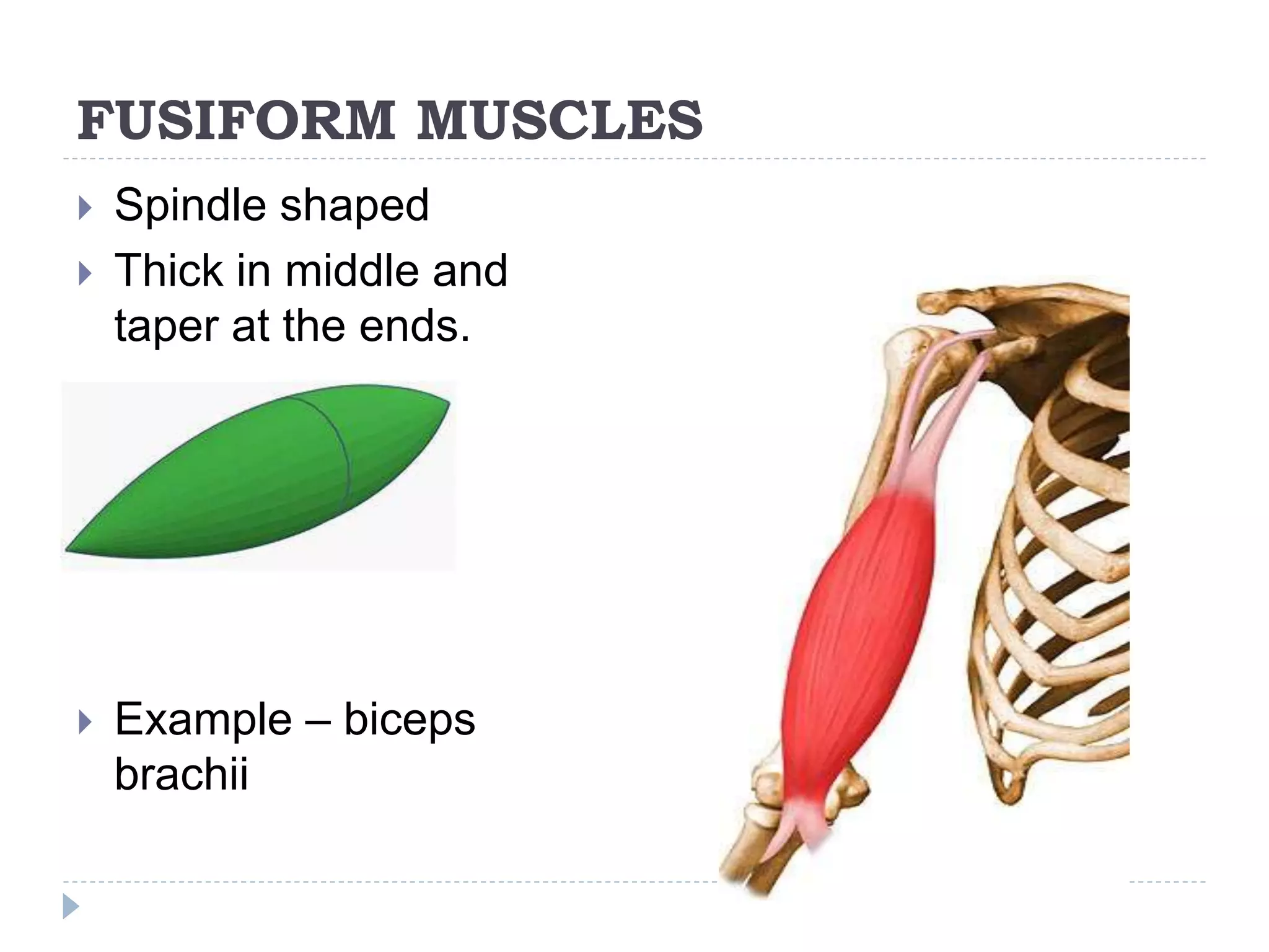 Muscular System.ppt
