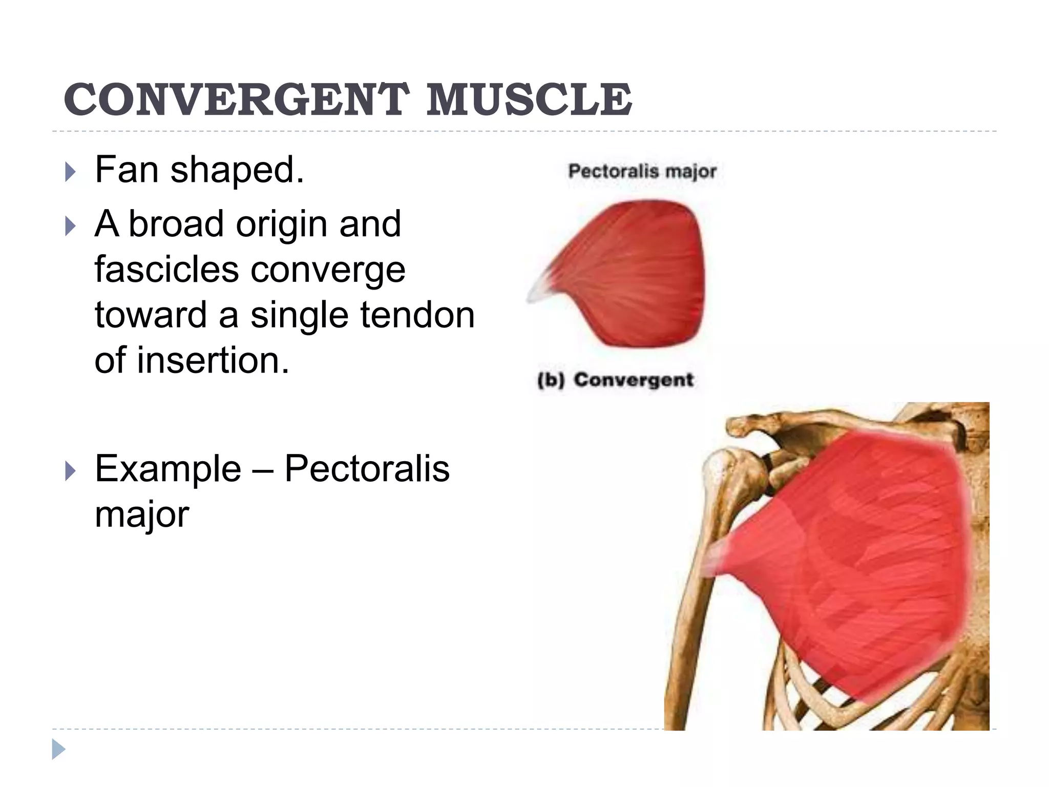 Muscular System.ppt