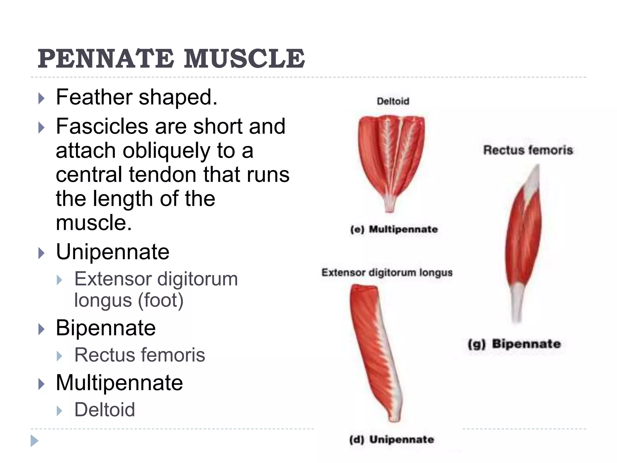 Muscular System.ppt