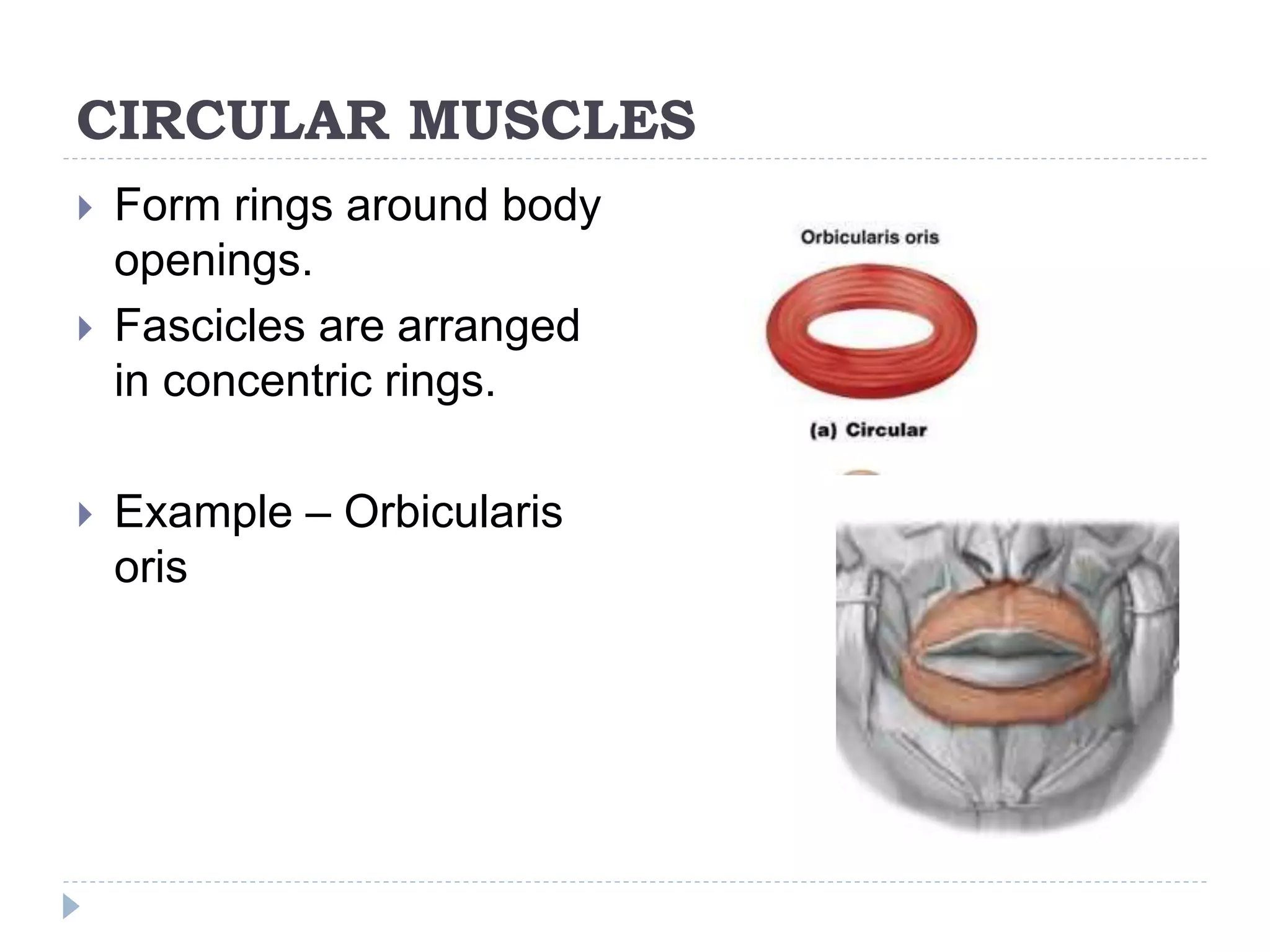 Muscular System.ppt