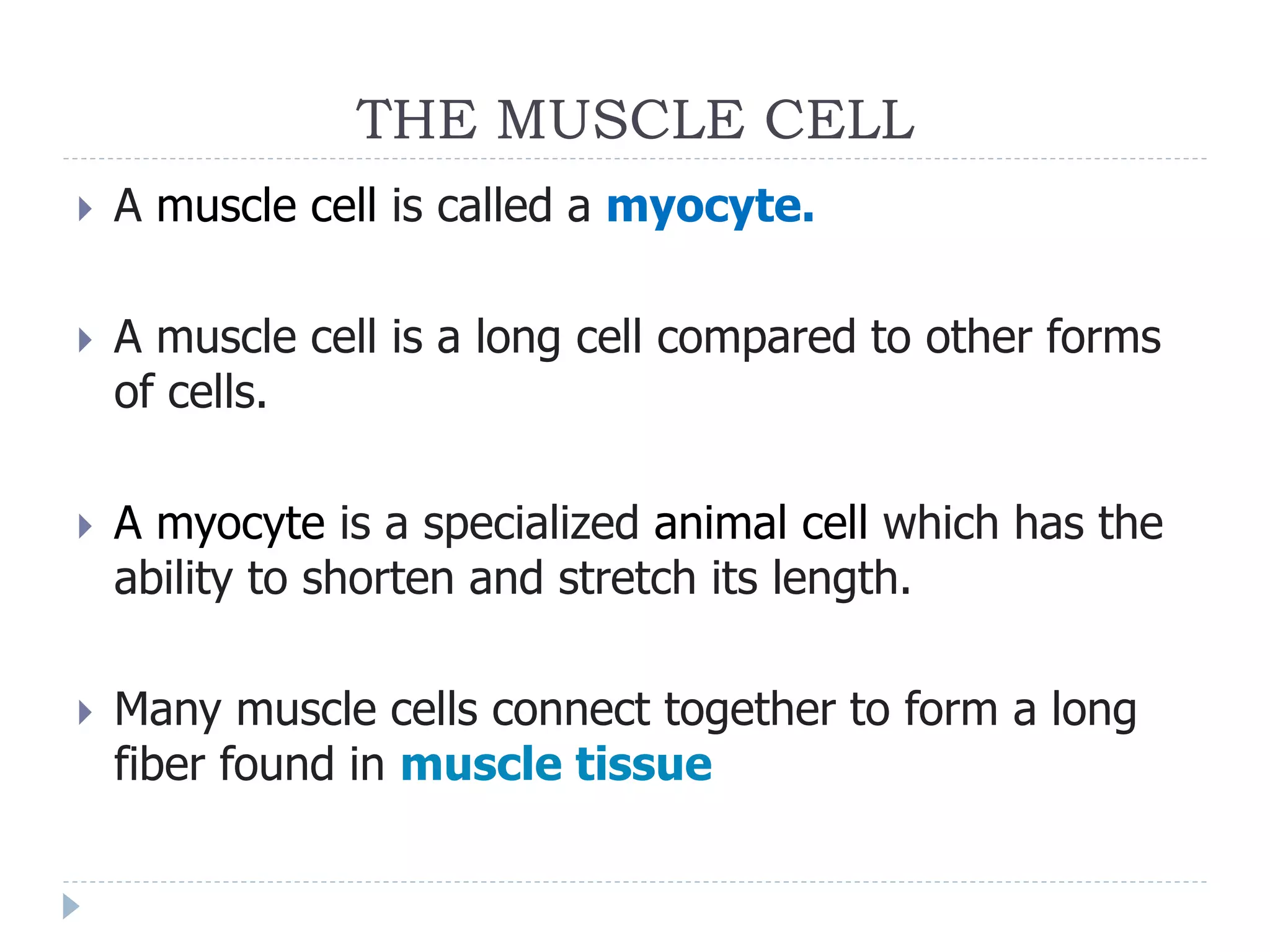 Muscular System.ppt