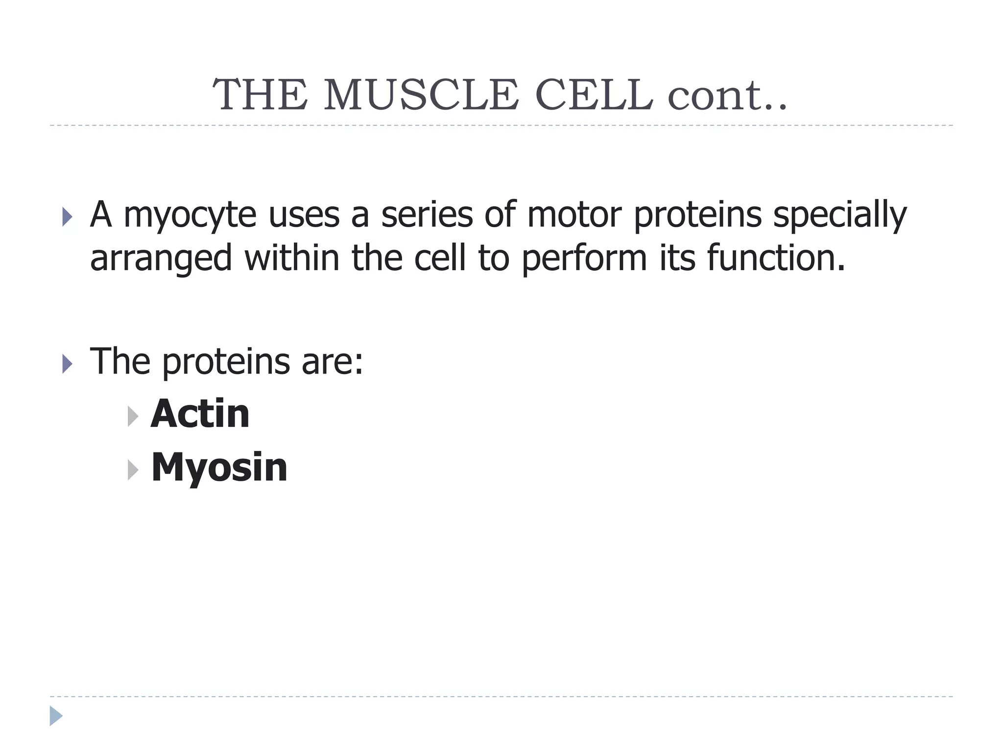 Muscular System.ppt