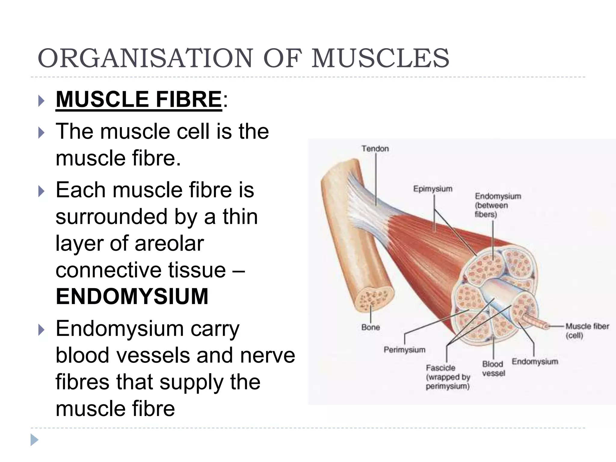 Muscular System.ppt