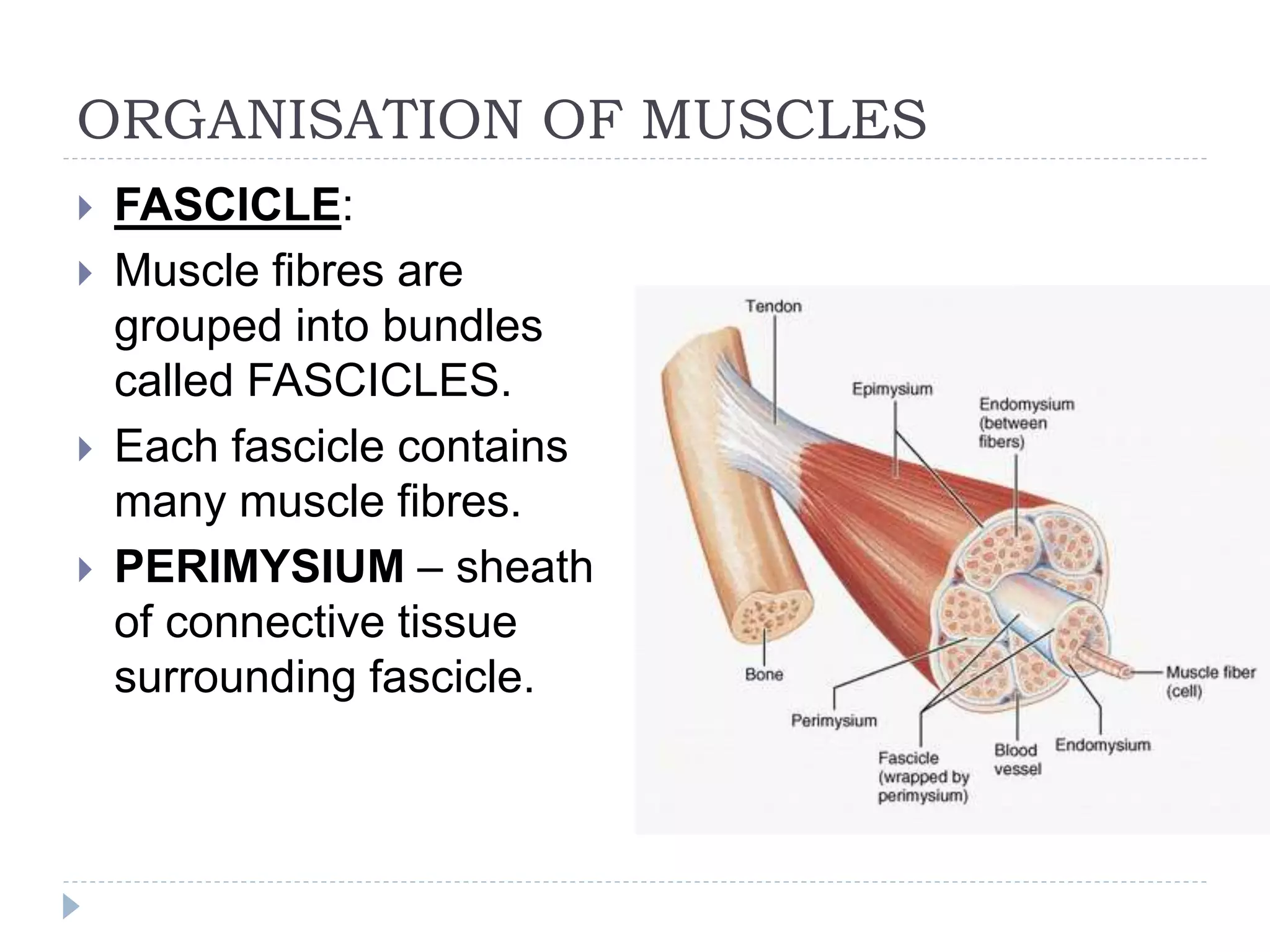 Muscular System.ppt