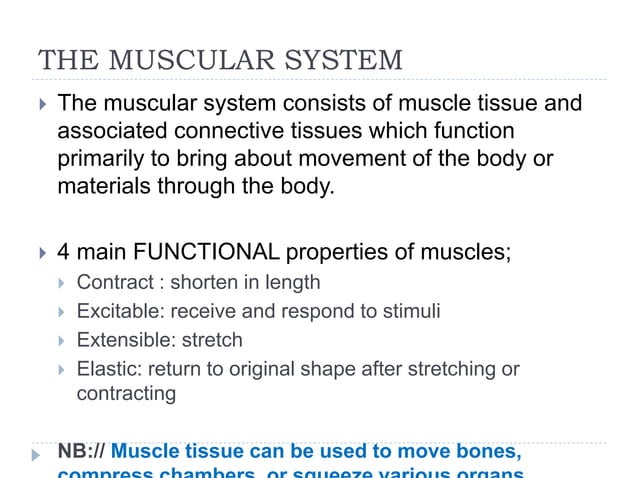 Muscular System.ppt