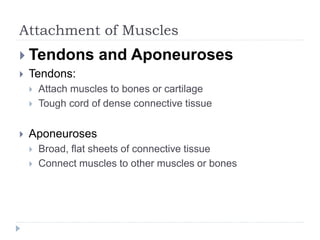 Muscular System.ppt