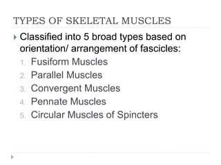Muscular System.ppt