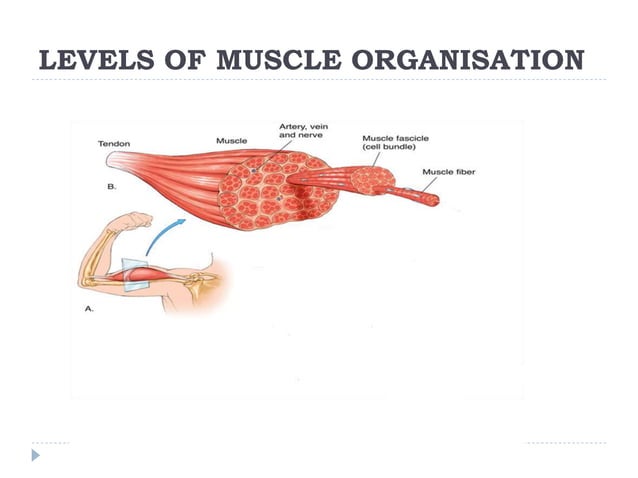 Muscular System.ppt