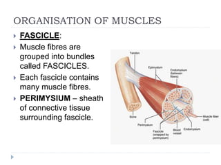 Muscular System.ppt