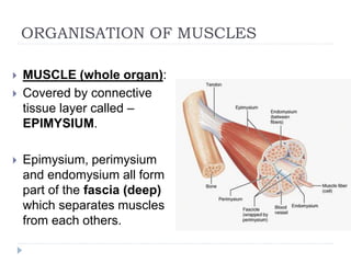 Muscular System.ppt