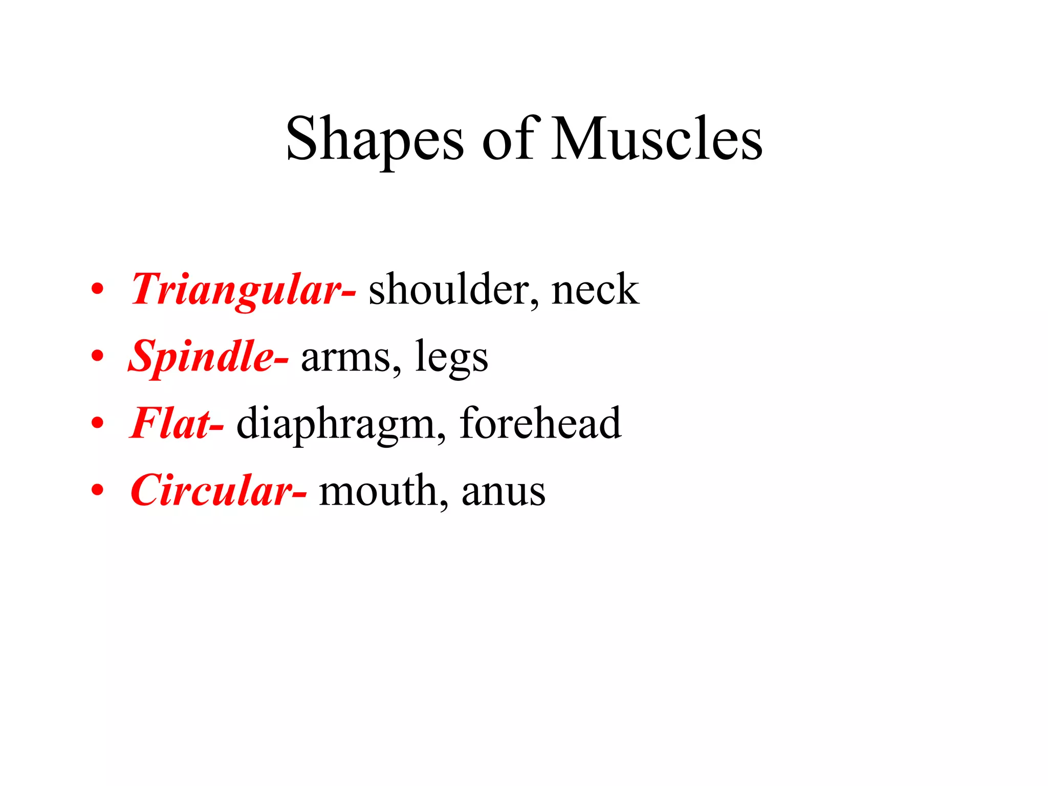 Muscular System.ppt
