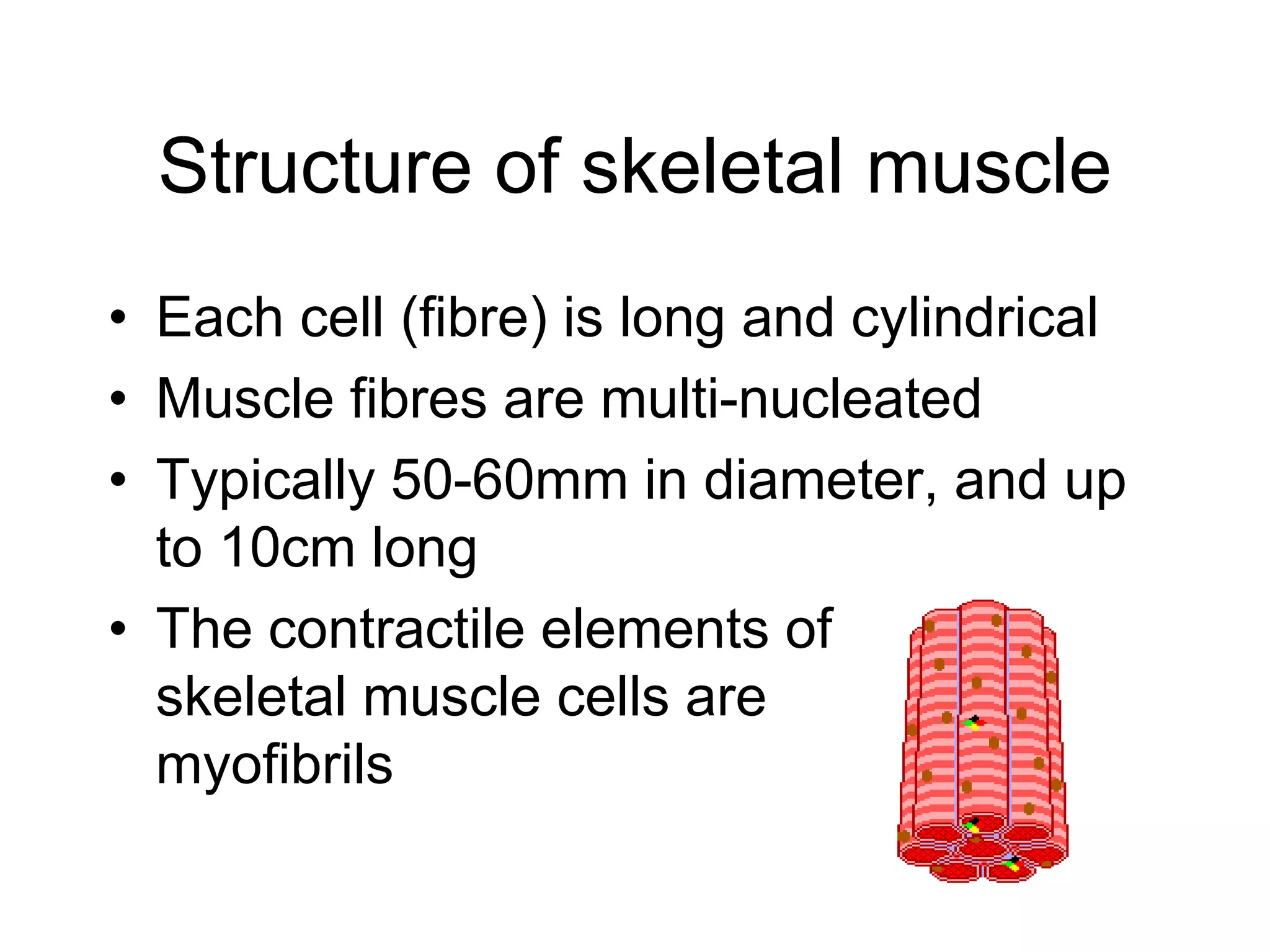 Muscular System.ppt