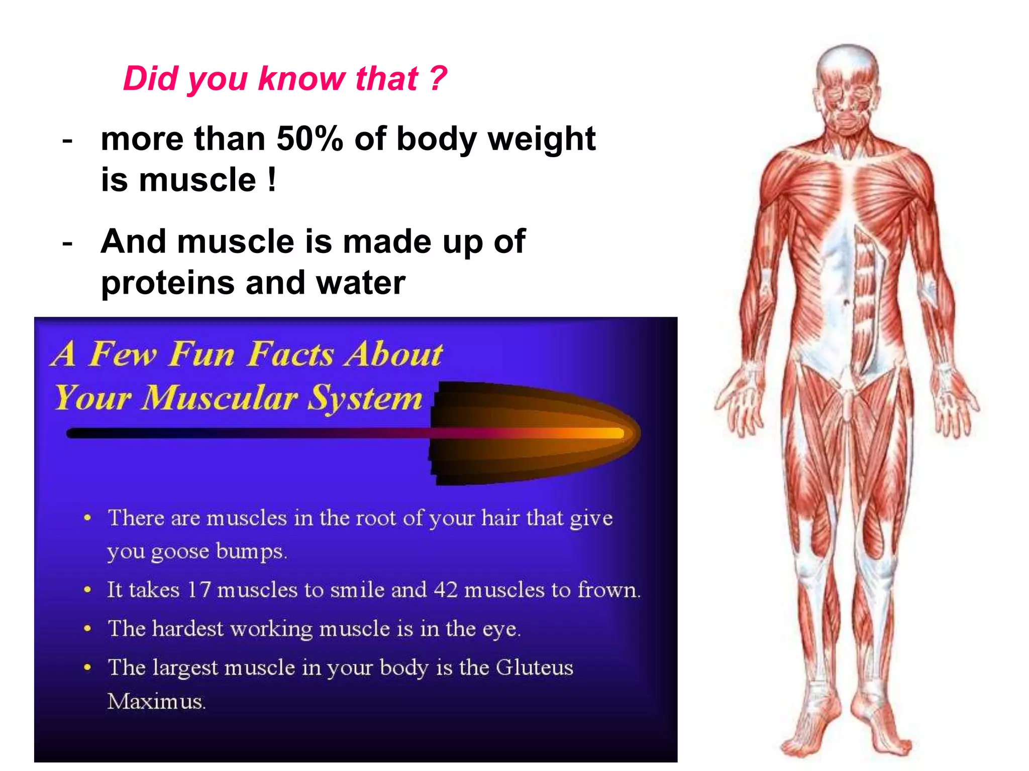 Muscular System.ppt