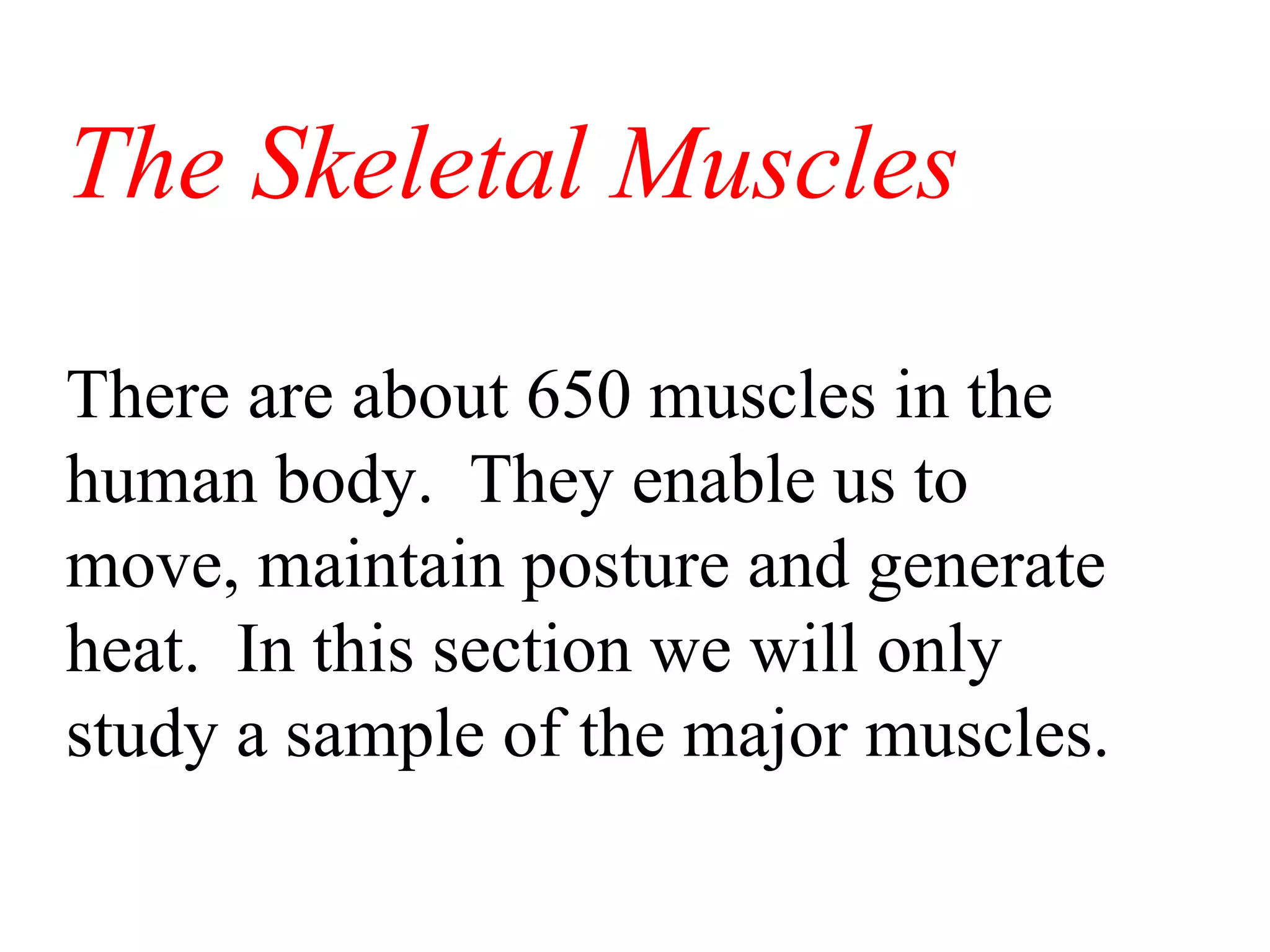 Muscular System.ppt