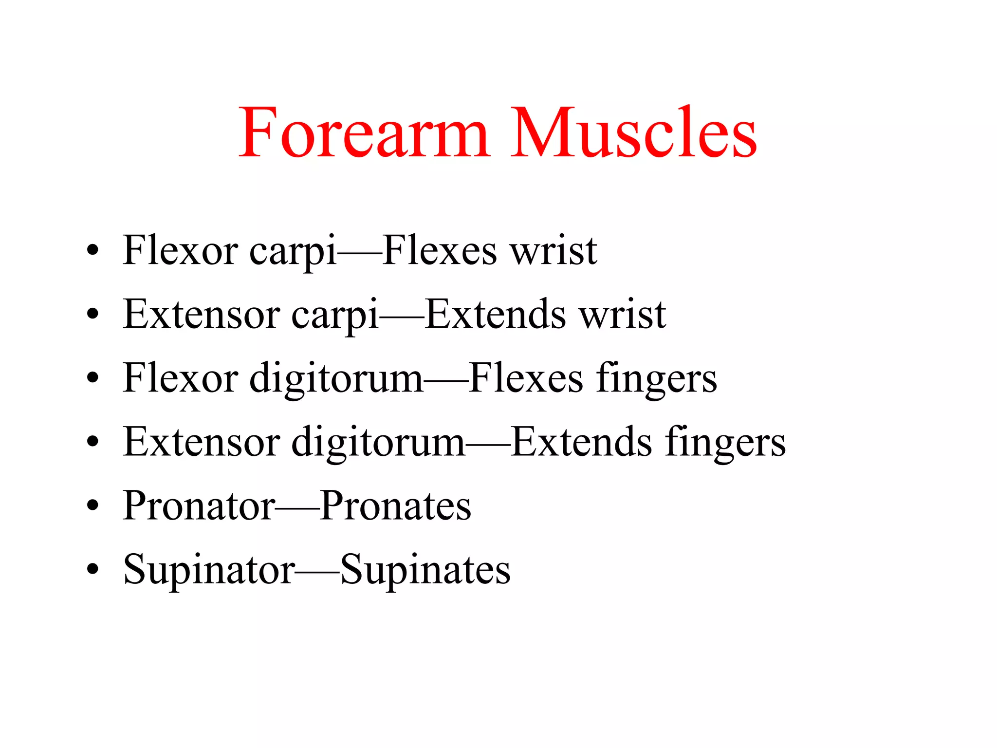 Muscular System.ppt
