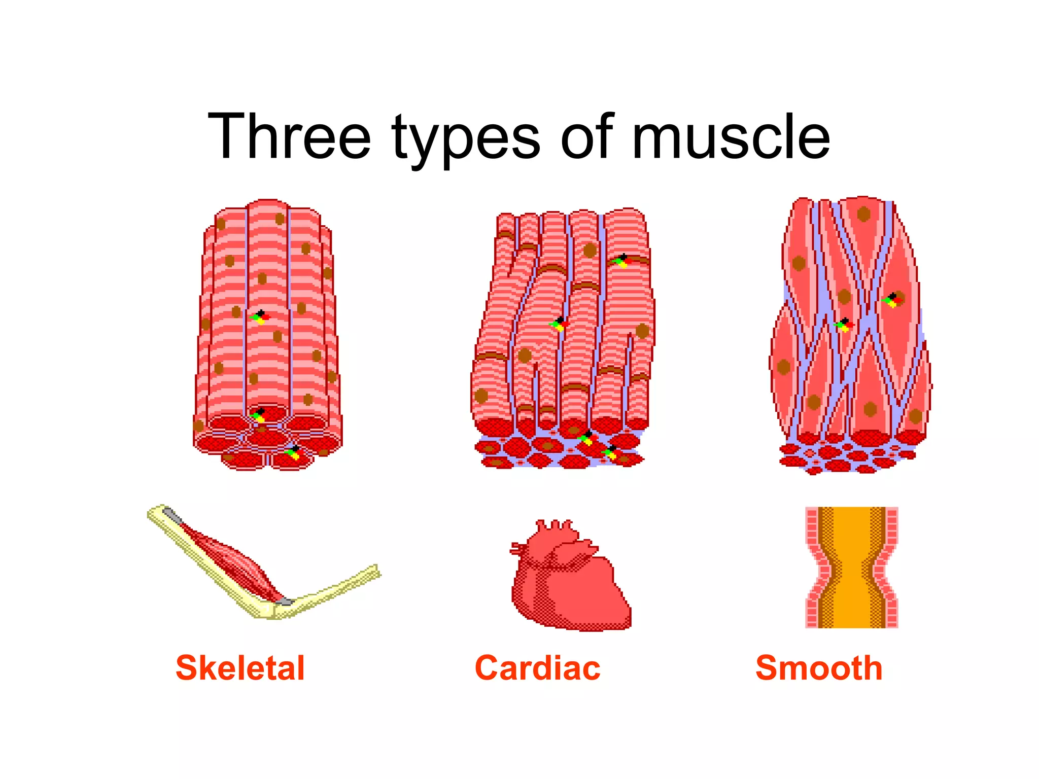 Muscular System.ppt