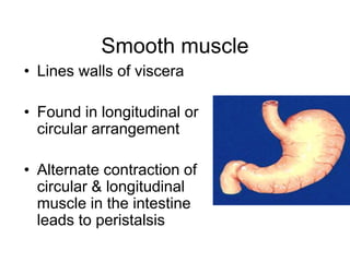 Muscular System.ppt