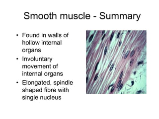 Muscular System.ppt