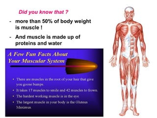 Muscular System Ppt