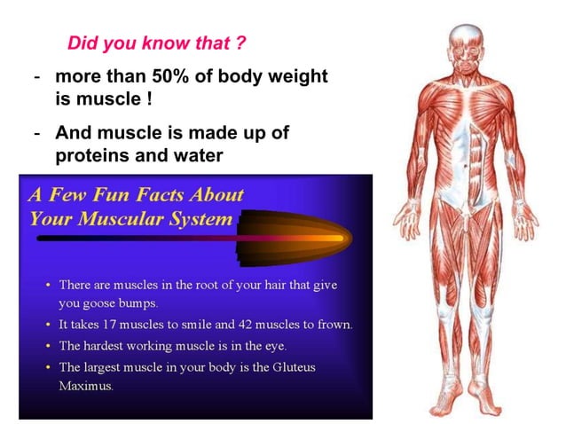 Muscular System.ppt | Biological Sciences | Science