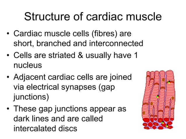 Muscular System.ppt | Biological Sciences | Science