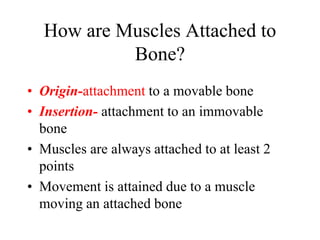 Muscular System.ppt