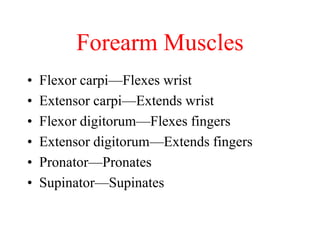 Muscular System.ppt