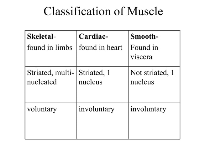 Muscular System.ppt | Biological Sciences | Science