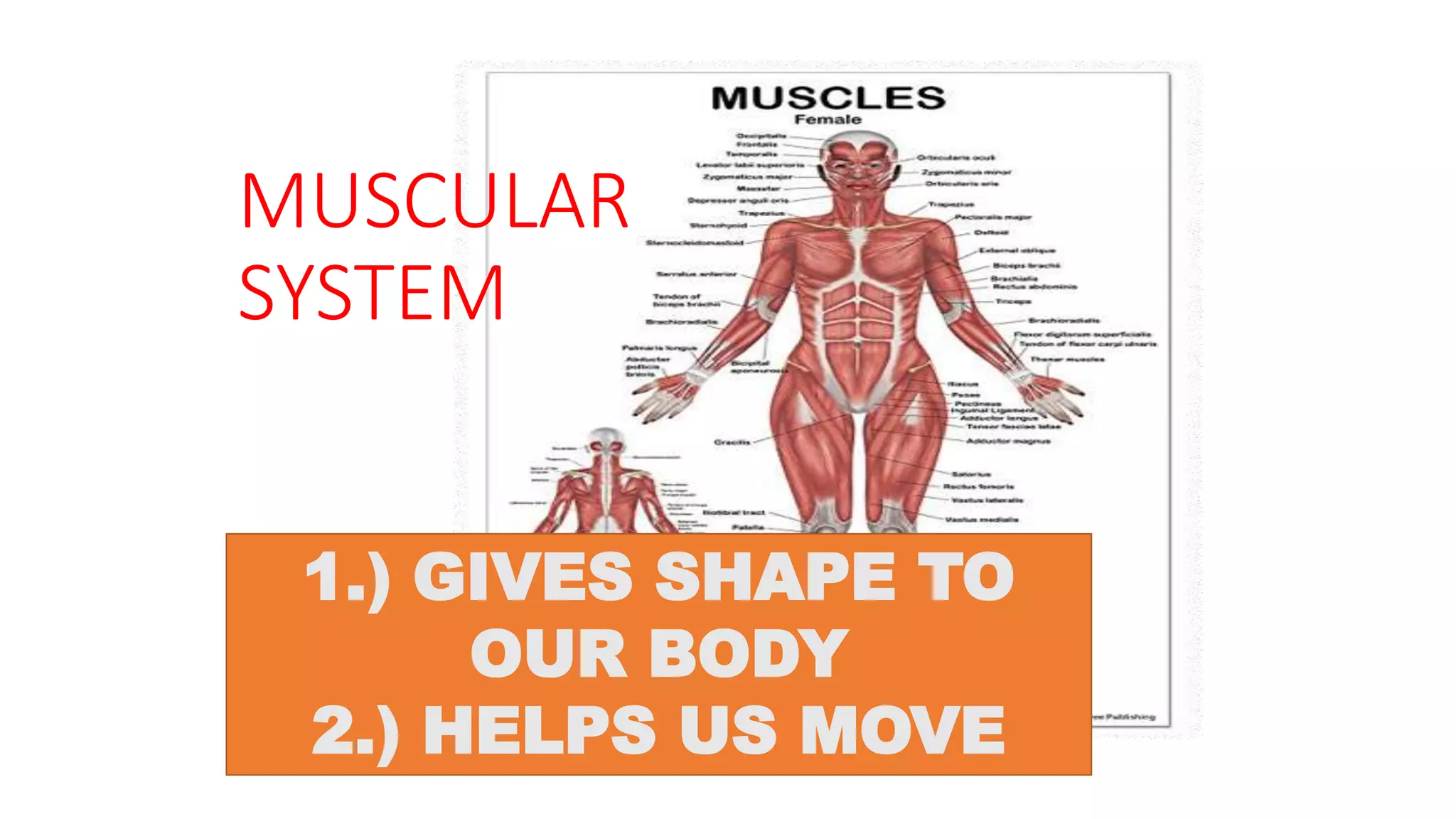 MUSCULAR SYSTEM.pptx