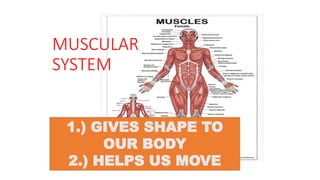 MUSCULAR SYSTEM.pptx