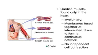 MUSCULAR SYSTEM.pptx